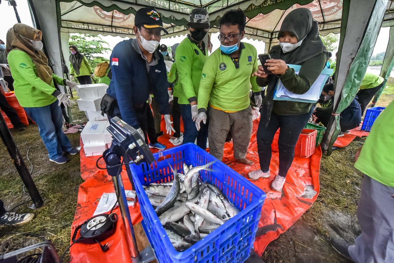 DKPP Surabaya Bagikan Hasil Panen Bandeng Ke Warga MBR